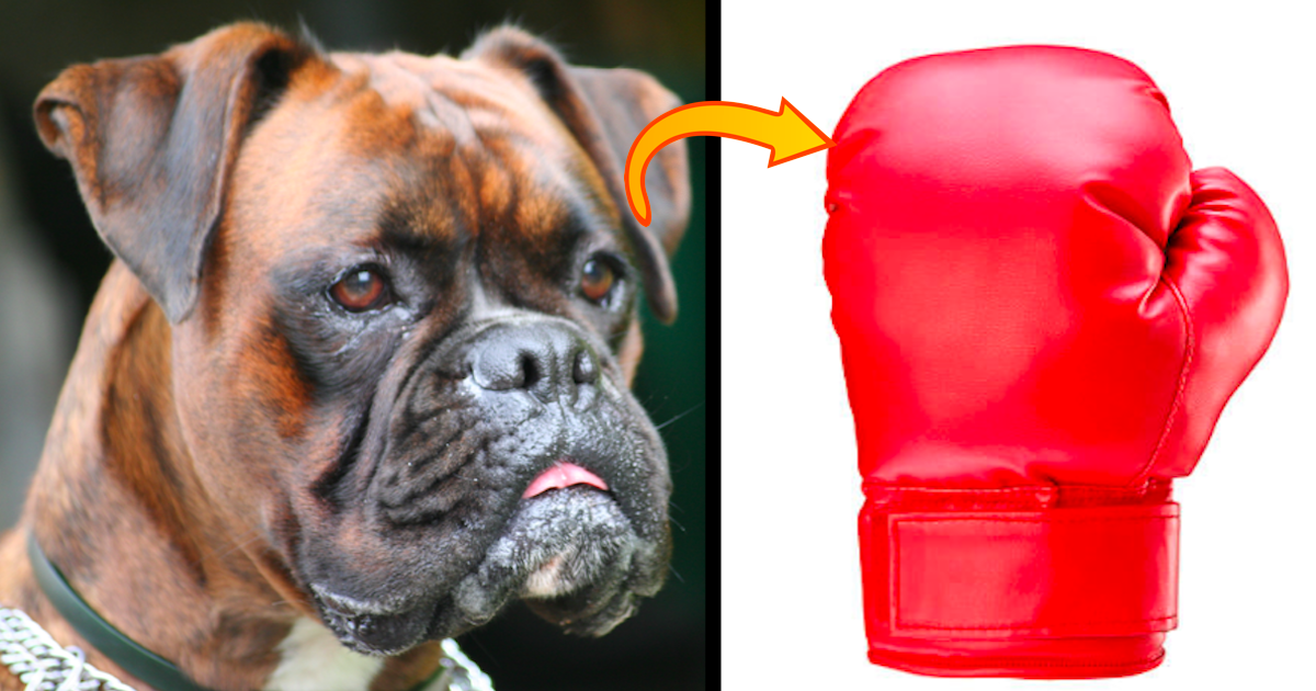 BOKSER pies - 11 rzeczy, których mogłeś nie wiedzieć o bokserach